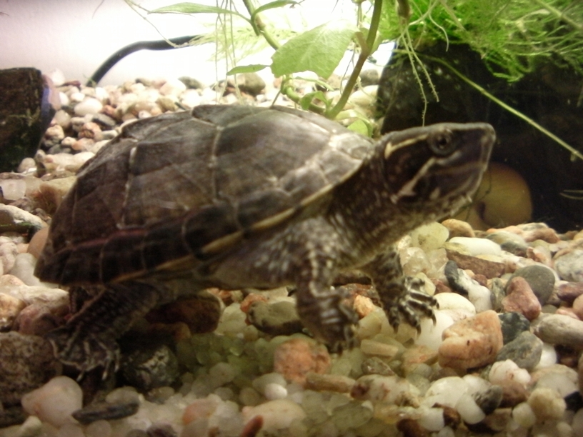 Klapavka obecná :: Jazelva